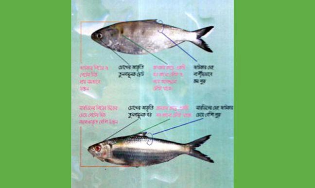 ইলিশের রুপে বাজারে সার্ডিন মাছ, না চিনলেই ধরা! (ভিডিও)