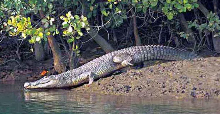 স্ত্রীর শখ পূরণে কুমির হয়ে গেলেন স্বামী